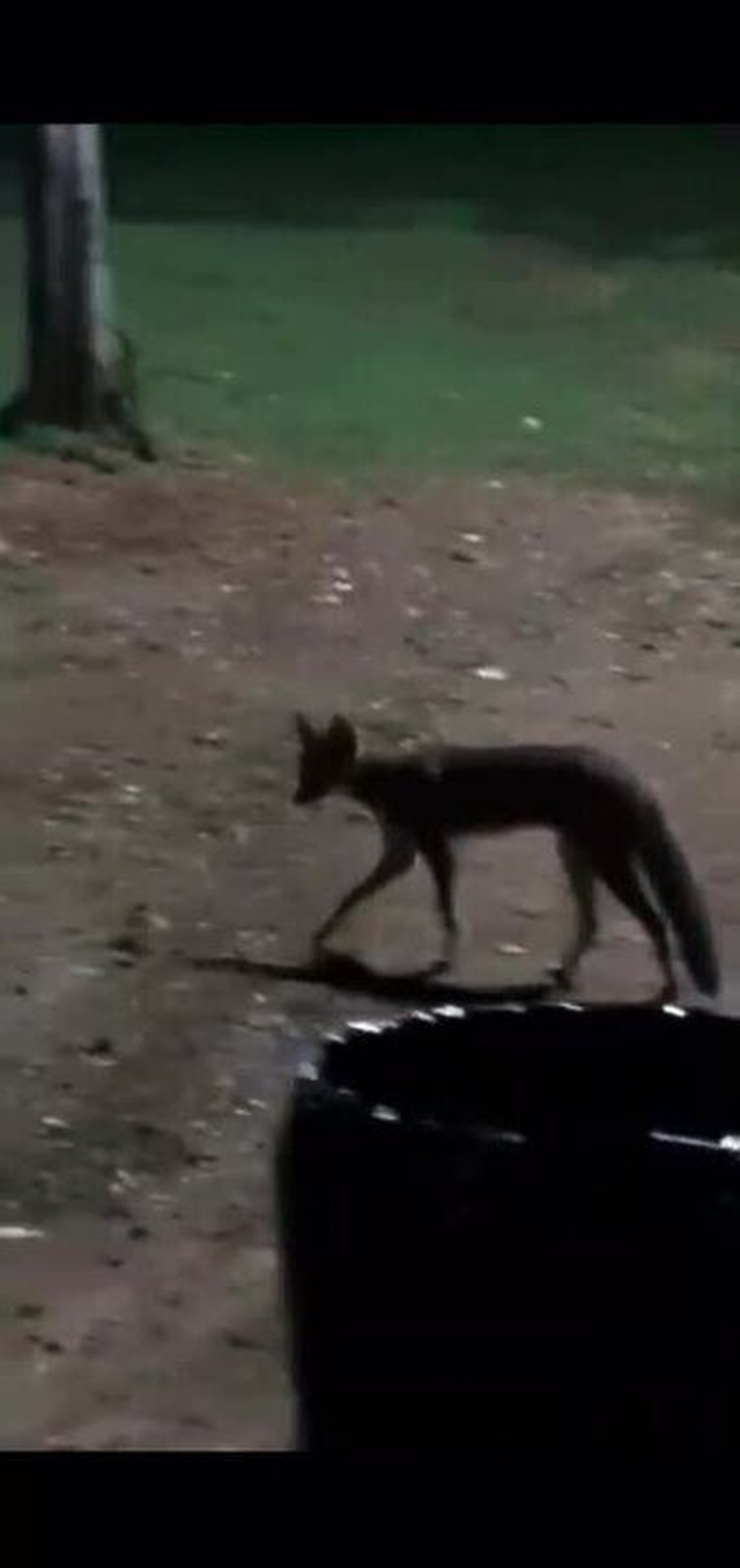 Em aparição rara, raposa-do-campo é flagrada em parque de Cuiabá | Mato ...