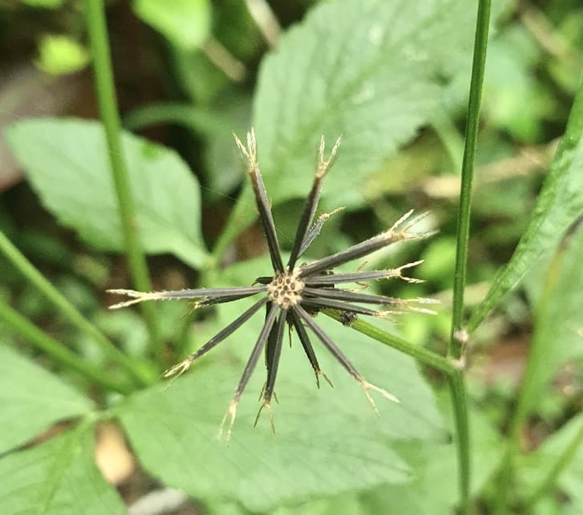 Por que os carrapichos 'grudam' na roupa? Conheça a função deles na ...