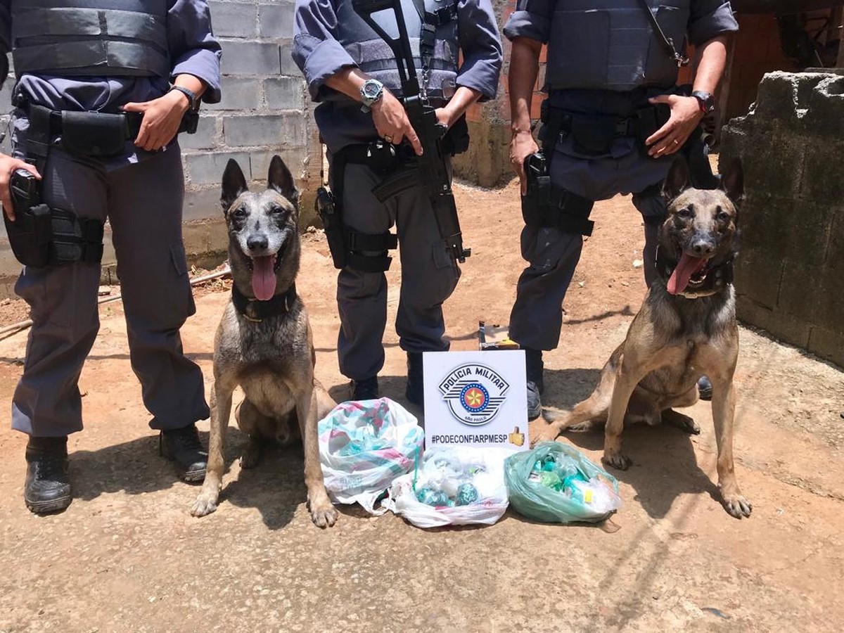 Cães Farejadores Da Polícia Militar Localizam 1 6 Quilo De Maconha E