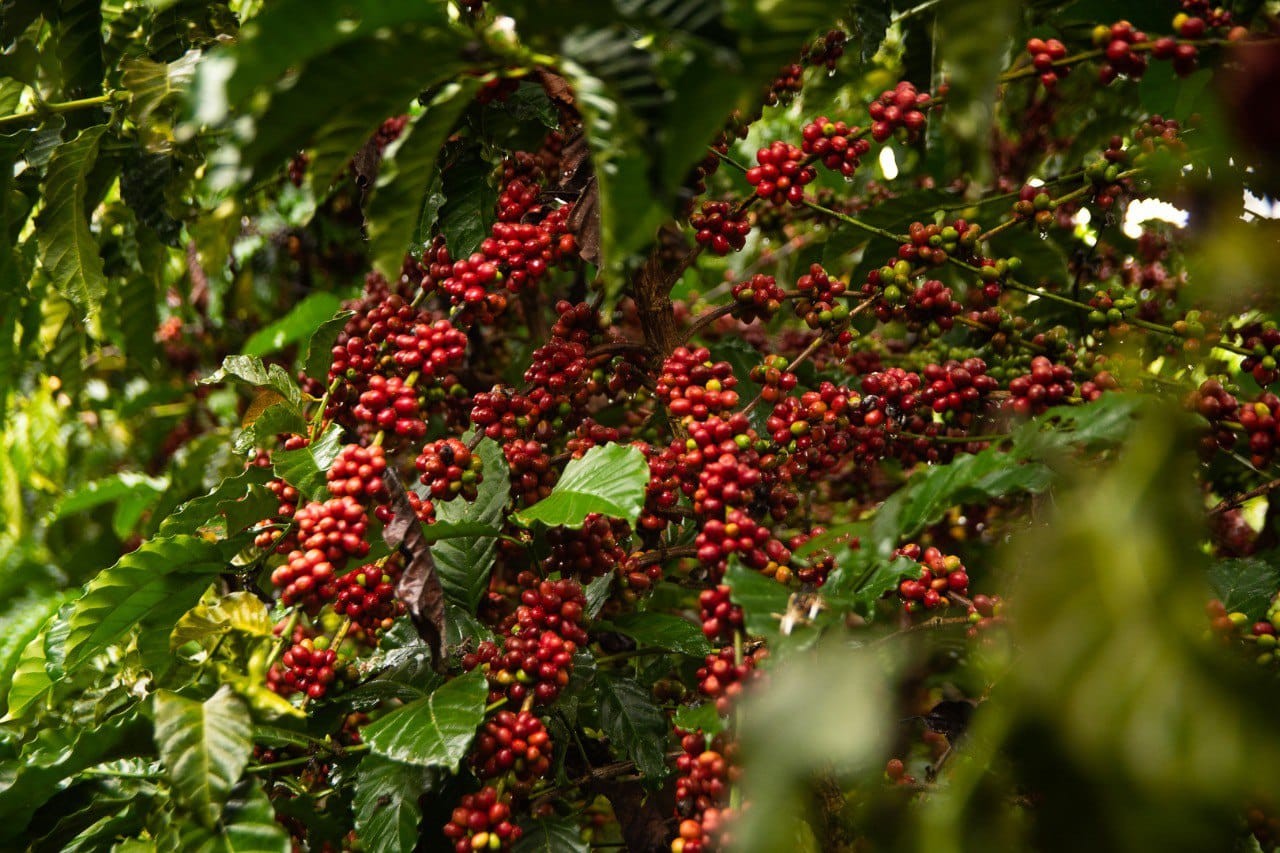 Café Robusta Amazônico de Rondônia conquista nota máxima em concurso e ...