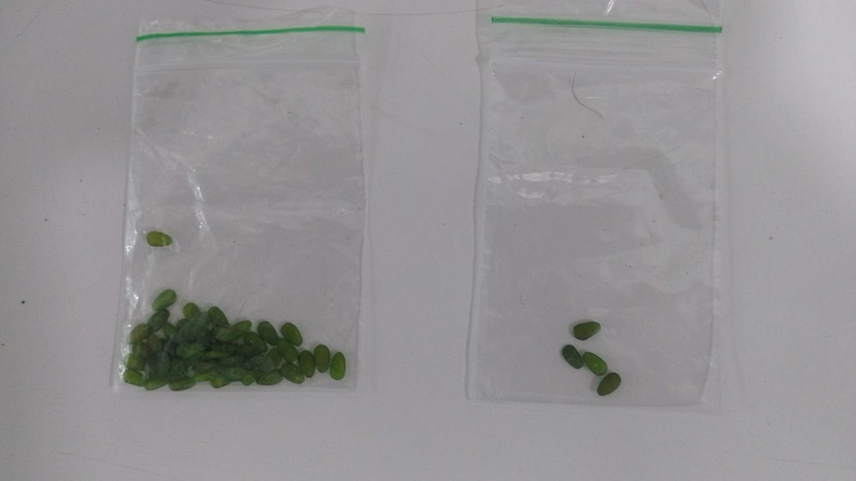 Depre apreende pela 1ª vez no Piauí LSD conhecido como 'lágrimas de ...