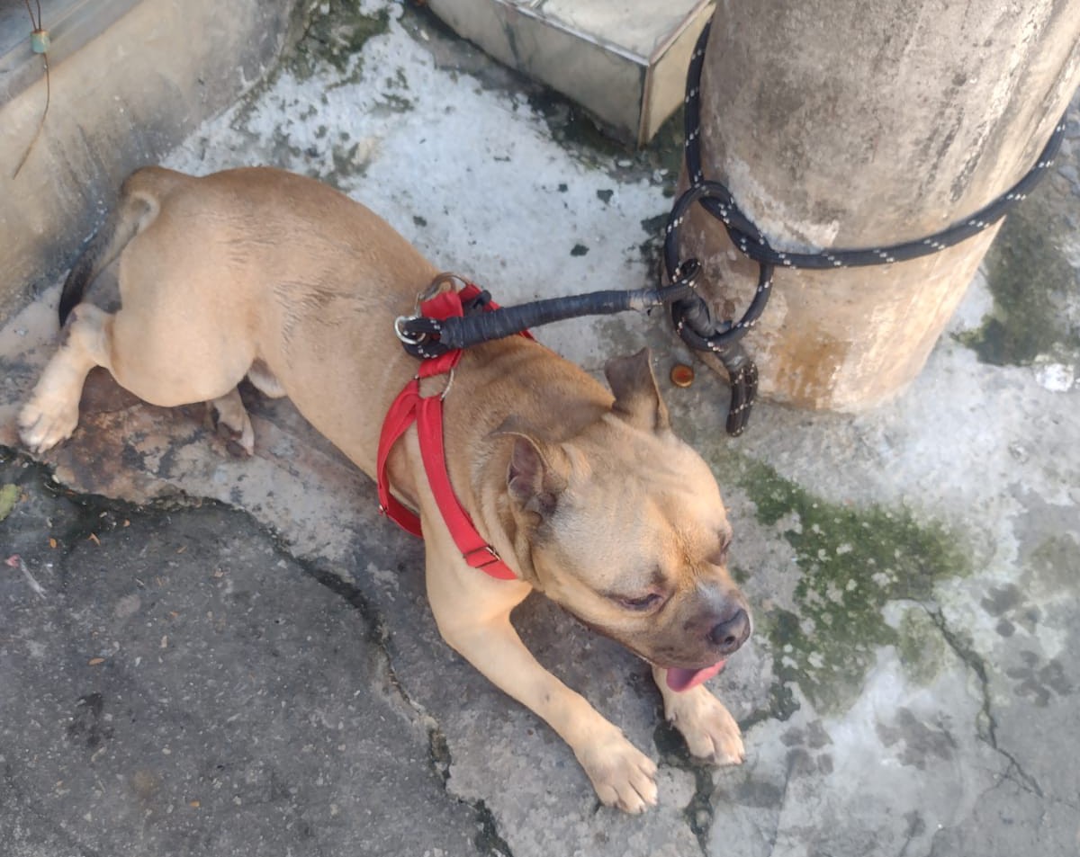 Idosa é atacada e mordida pelo cachorro do vizinho; tutor pretende doar ...