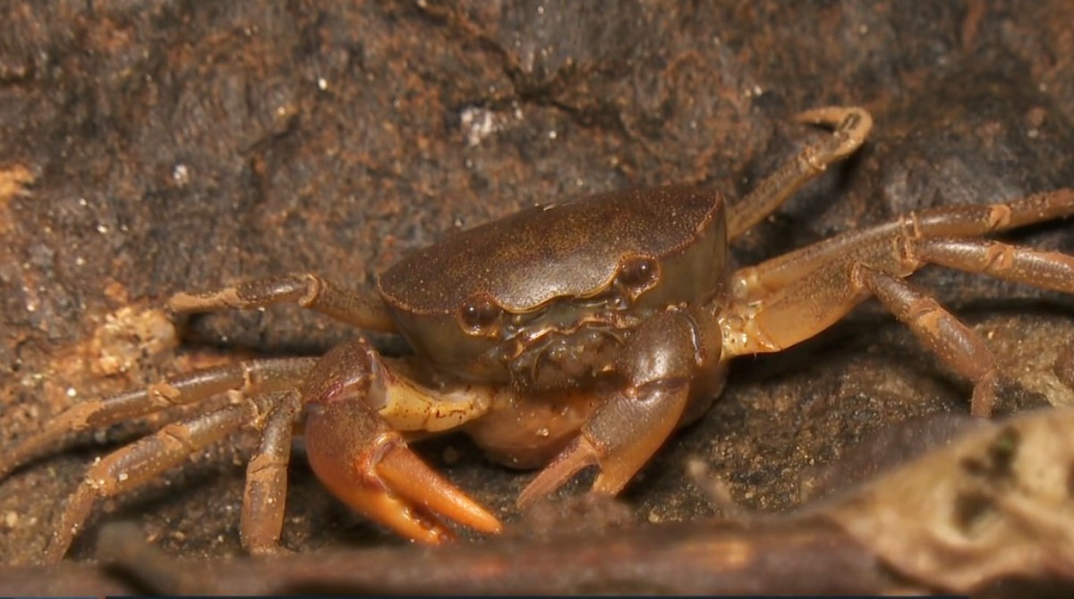 Nova espécie de mini caranguejo é encontrada em Mauá, na Grande SP | G1