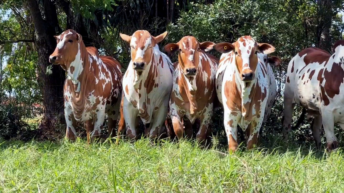 Criadores investem em nelore com pelagem pintada | Nosso Campo | G1