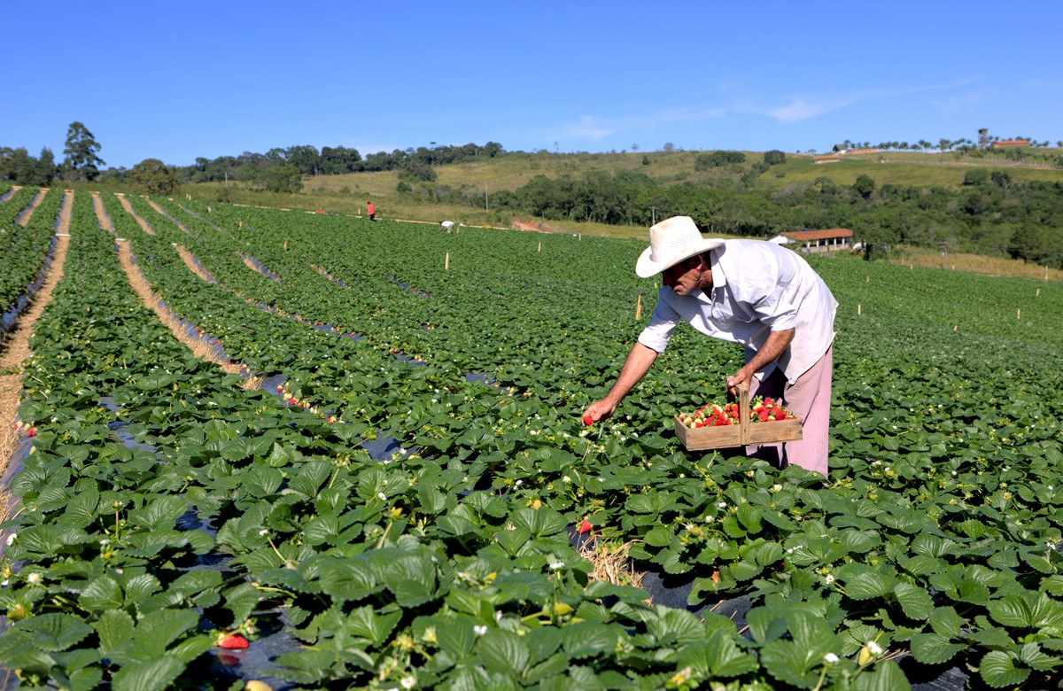 Festa do Morango de Atibaia e Jarinu traz produtos direto da fazenda e ...