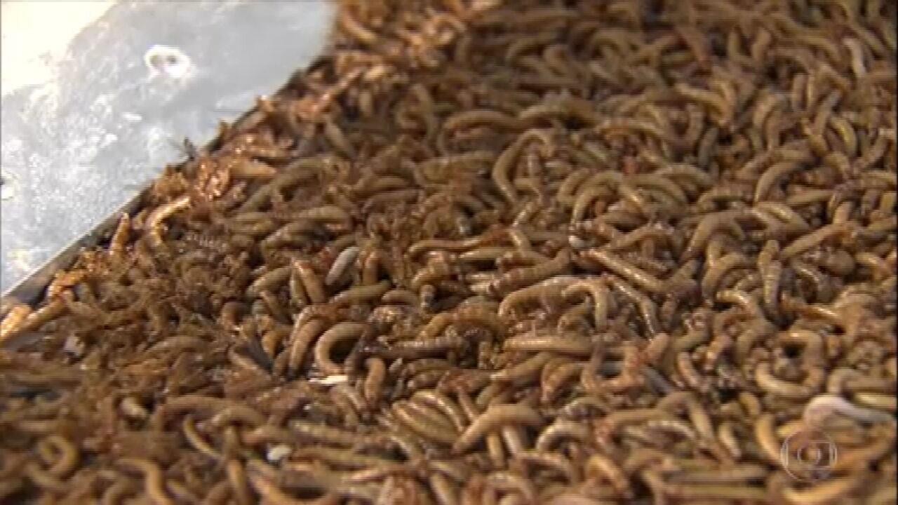 Conheça o tenébrio, inseto que pode ser uma fonte de proteína em rações ...