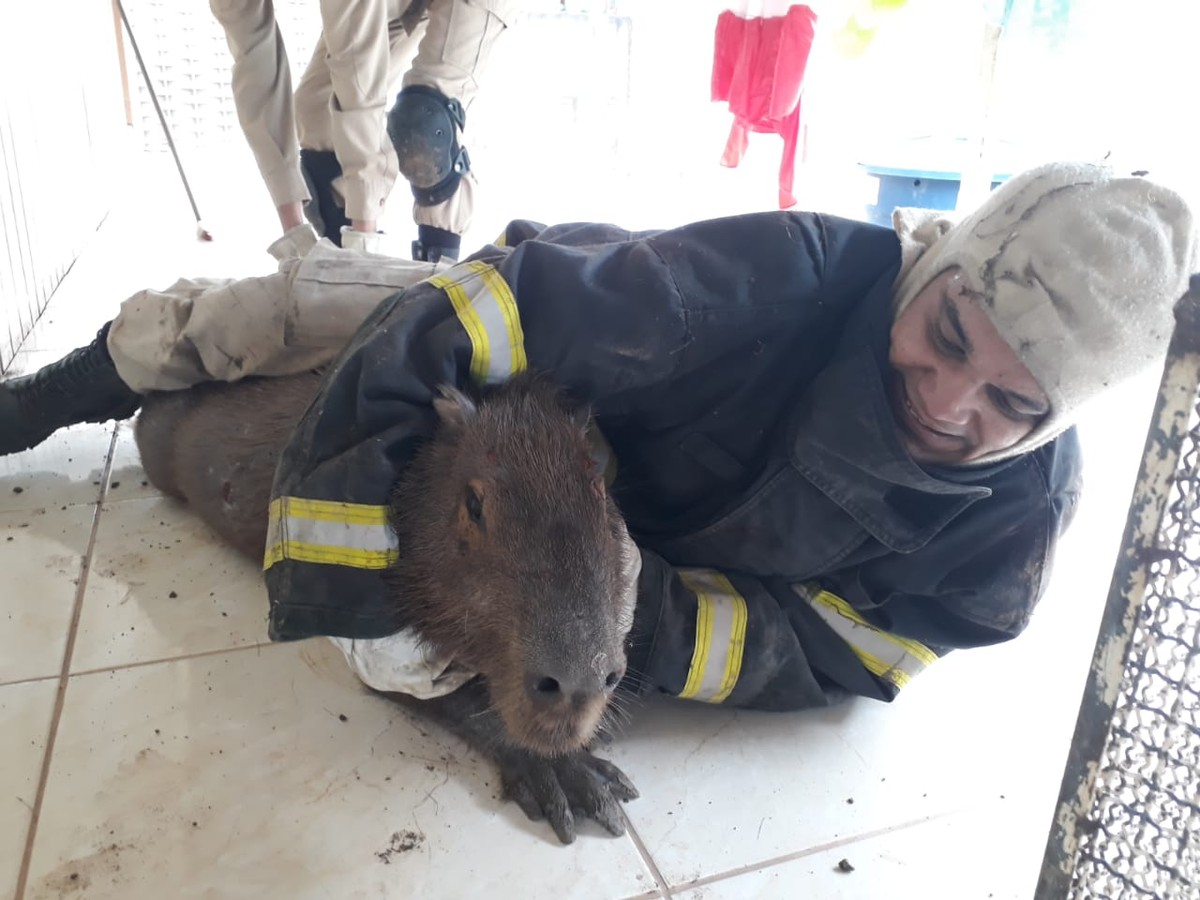 Capivara é resgatada por bombeiros após entrar em assoalho de casa e ...