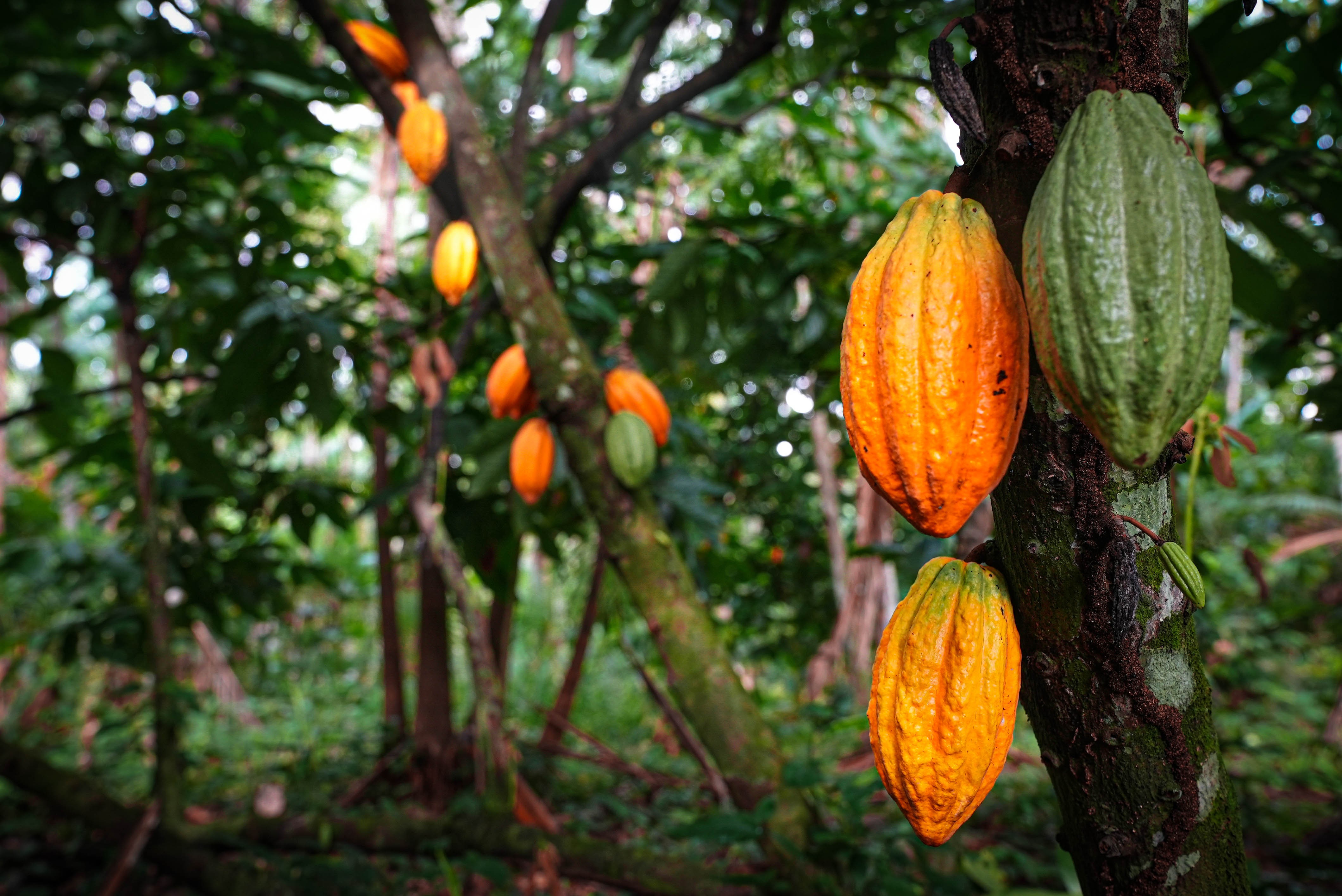 Chocolate x 'produto sabor chocolate': saiba identificar as diferenças | G1