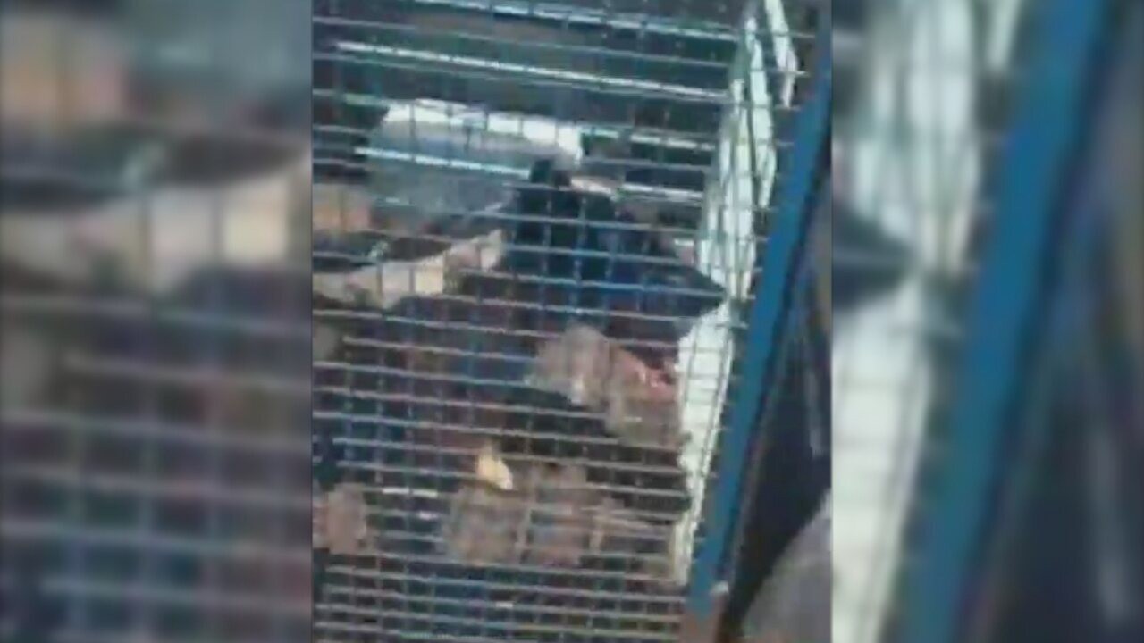 Cães recém-operados ficam expostos ao sol dentro de gaiola na caçamba ...