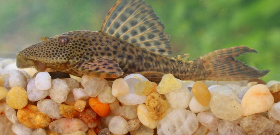 Peixe Pedra De Agua Doce Aula 7 Peixes De Água Doce Demoiselle | Free