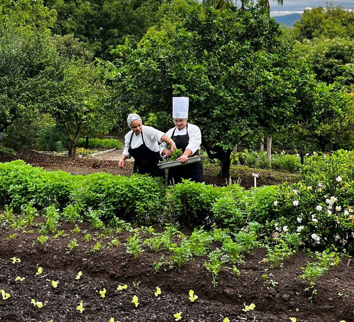 Da horta para a mesa: saiba como é a plantação sustentável do Bourbon ...