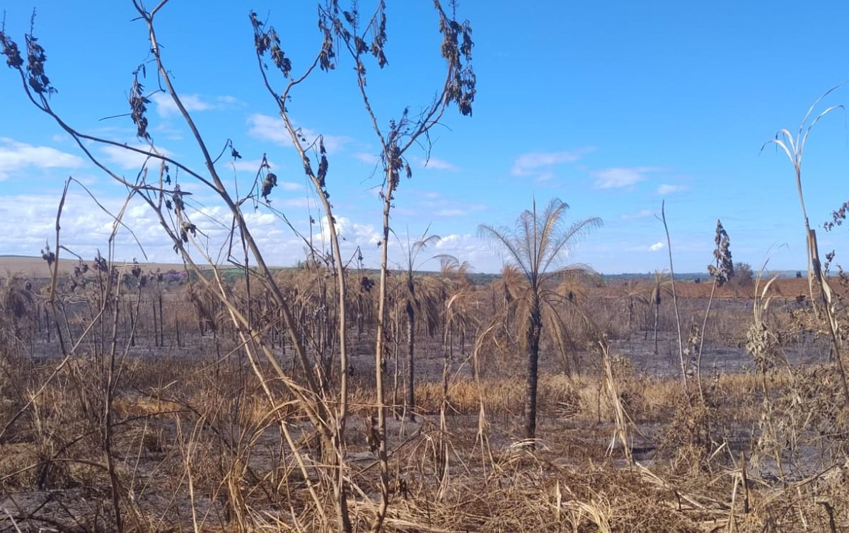 Homem é multado em mais de R$ 1 milhão por incêndio florestal em ...