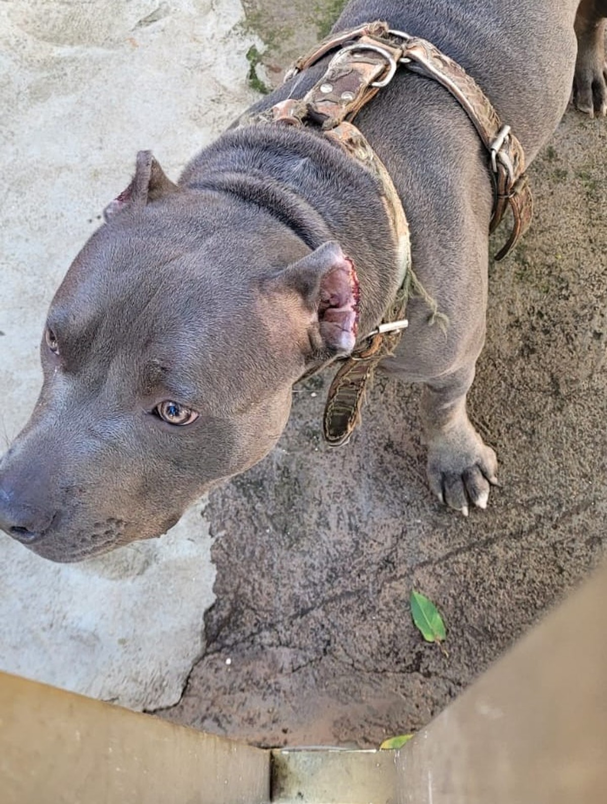 Homem é autuado em R$ 3 mil por mutilar orelhas de cachorro, em Teodoro ...