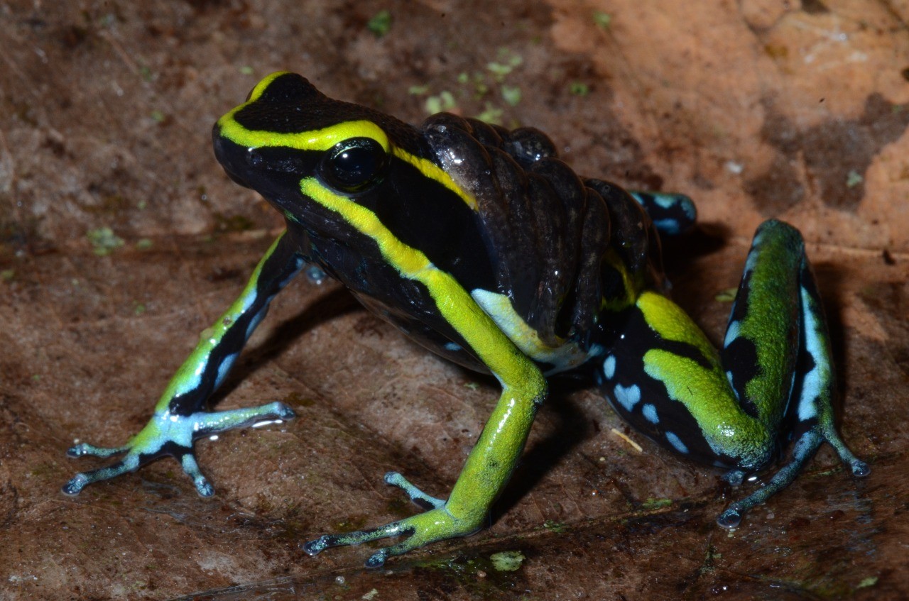 Conheça o sapo amazônico que ‘sequestra’ veneno de formigas | Terra da ...
