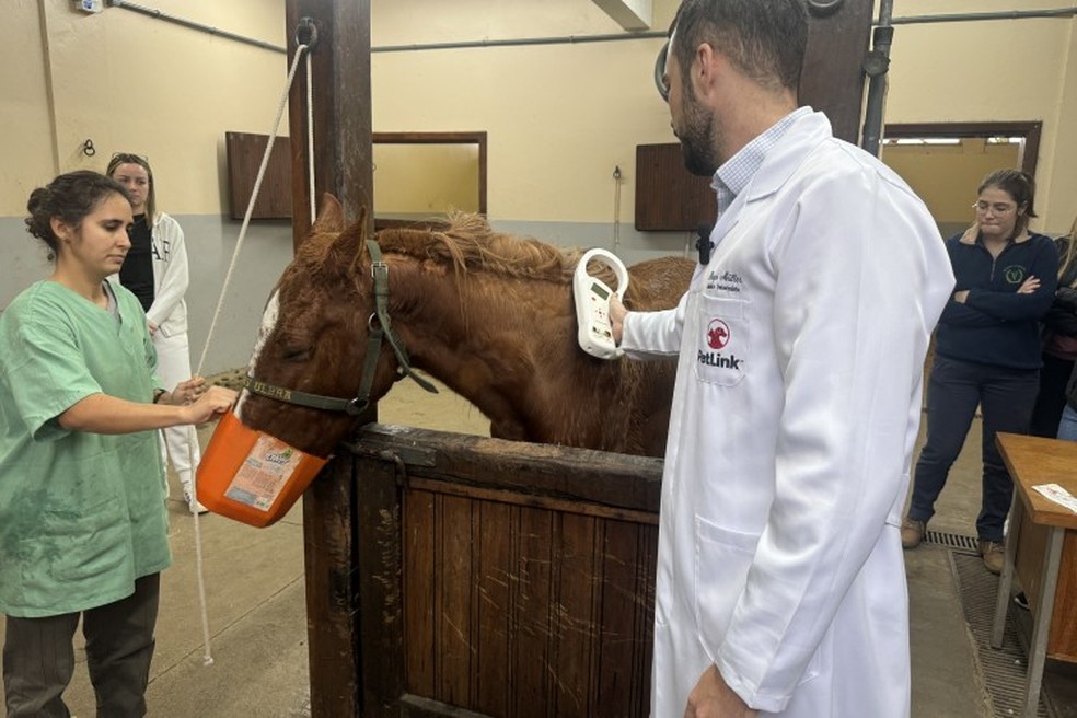 Cavalo caramelo, símbolo de resistência na enchente no rs, recebe ...