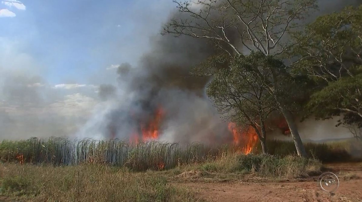 Incêndio destrói plantação de cana e área de preservação ambiental em ...