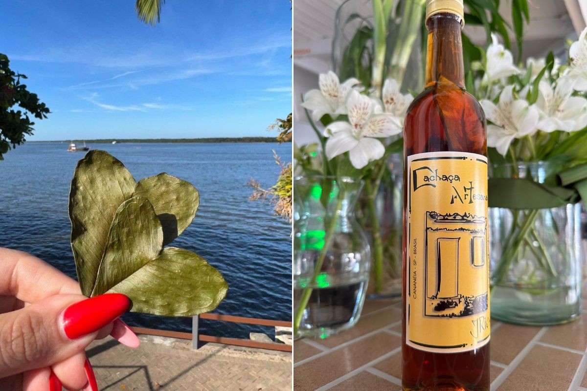 Conheça a cataia, planta com propriedades medicinais usada na 'cachaça ...