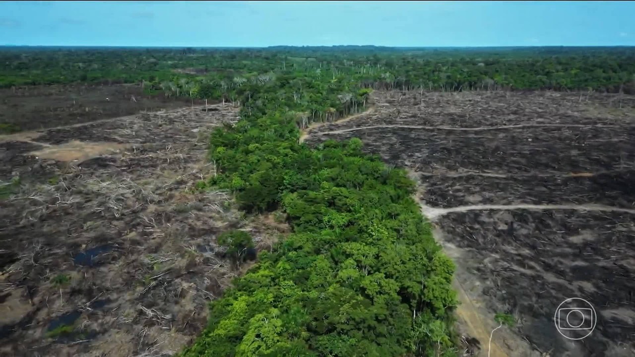 Amazonas é o 2º estado em exploração de madeira na Amazônia | G1