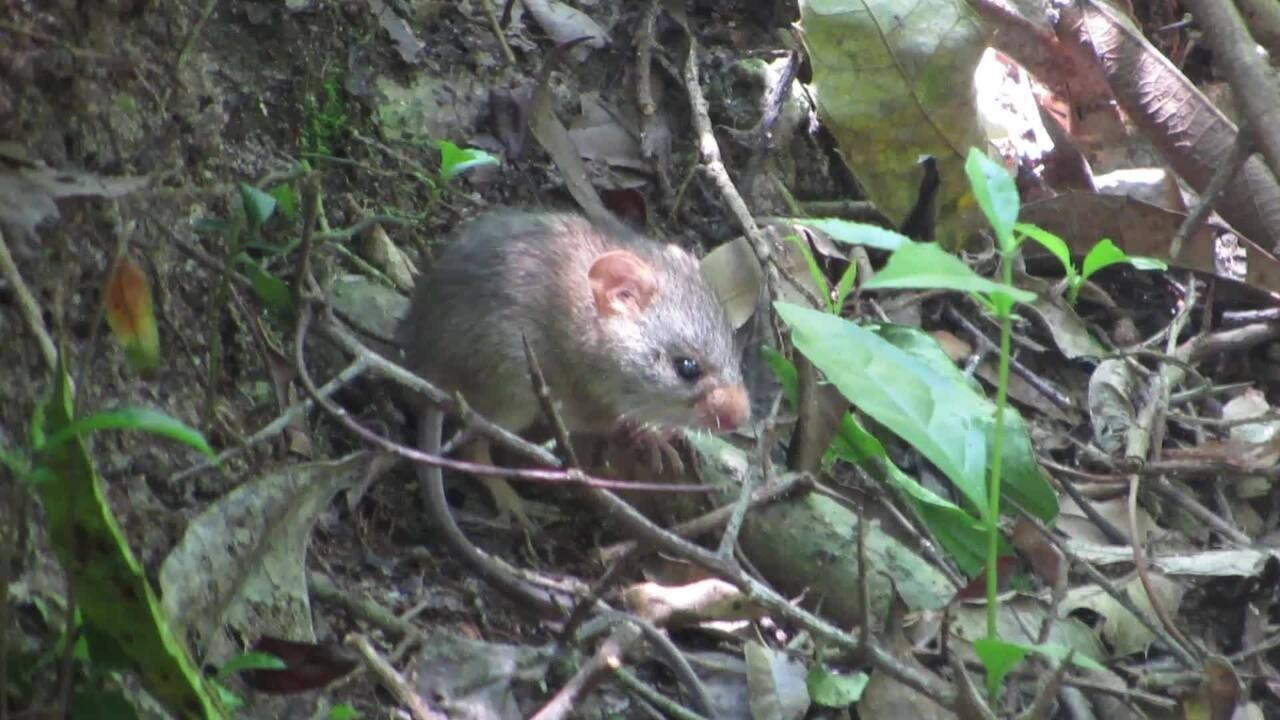 Primeira filmagem de rato-do-mato em ambiente natural é feita em Capão ...