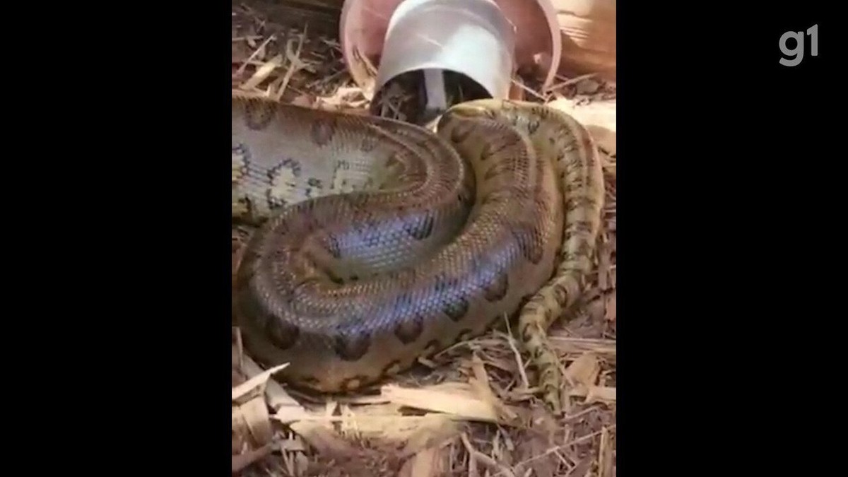 VÍDEO: Cobra sucuri é capturada em quintal de casa em Imperatriz ...