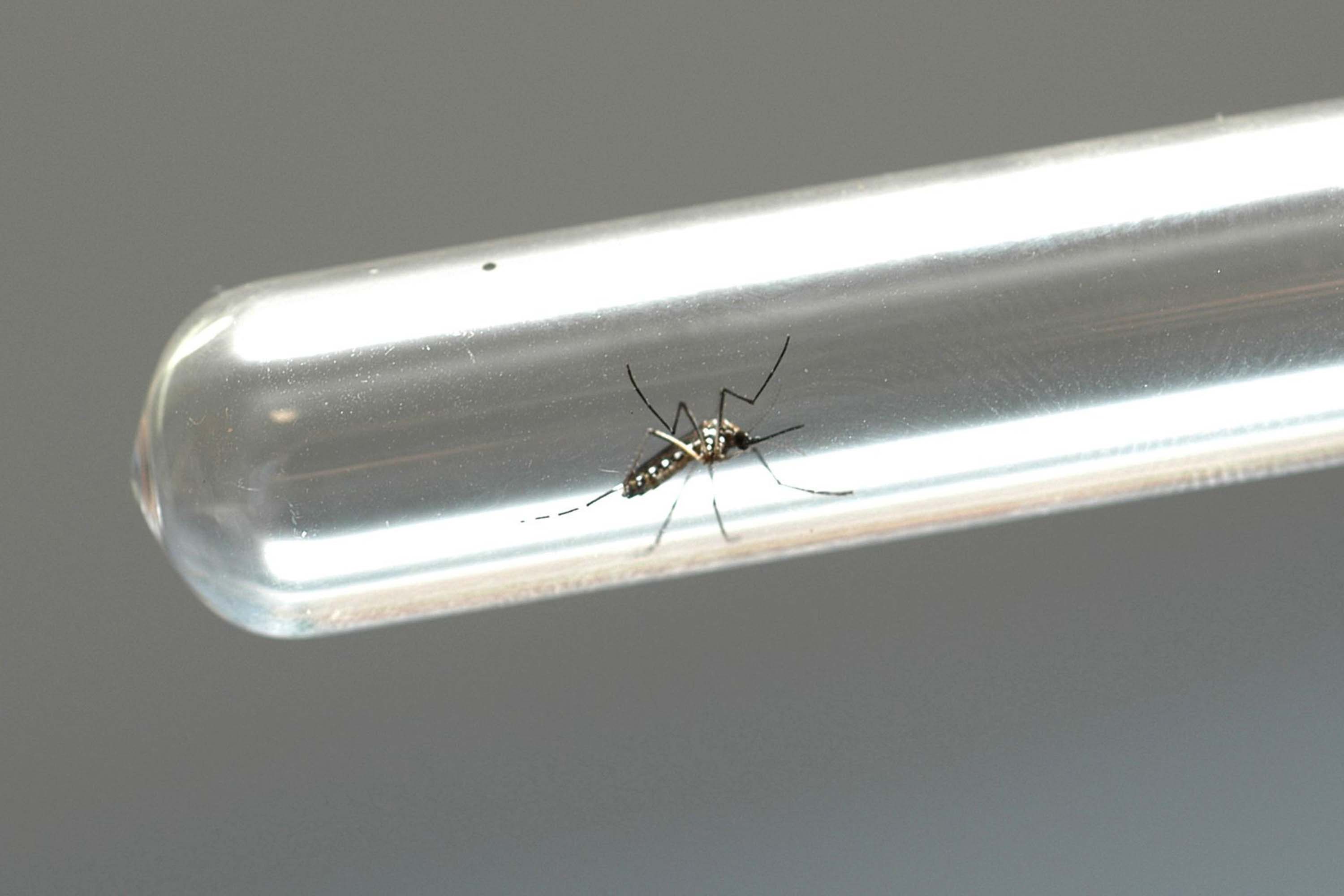 Dengue: infestação do mosquito Aedes aegypti tem alta em todas as ...