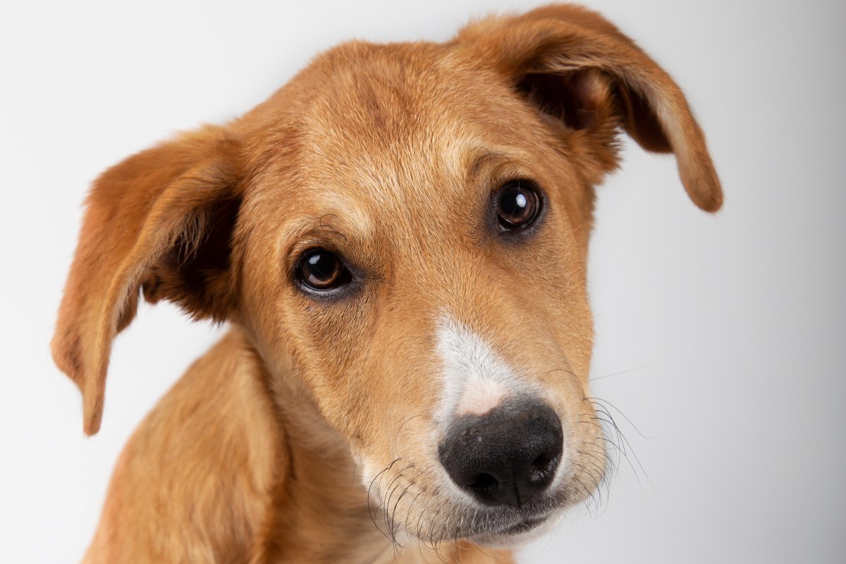Nova lei proíbe que animais fiquem sozinhos por mais de 48h ou presos ...