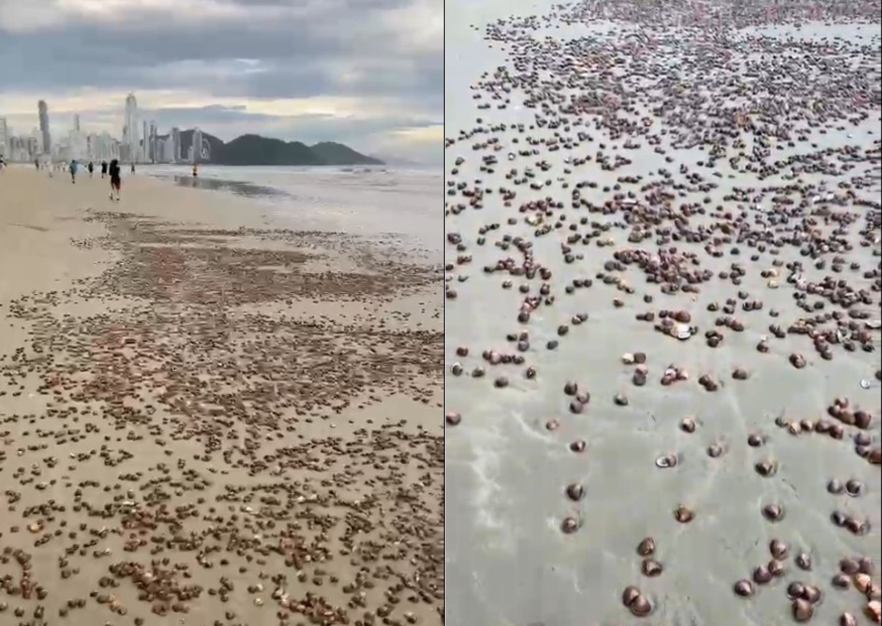 Conchas cobrem faixa de areia na Praia Central de Balneário Camboriú ...