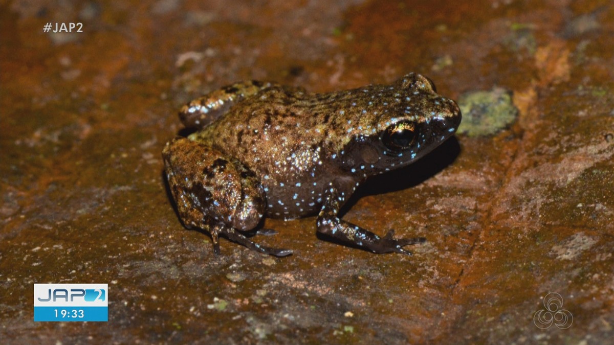 Nova espécie de sapo da Amazônia é descoberta em floresta do Amapá ...