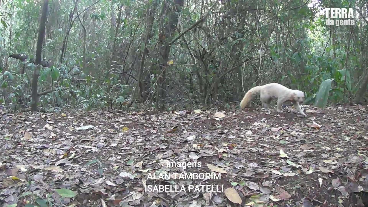 Irara branca rara é flagrada por câmera de monitoramento em Jaú, SP ...