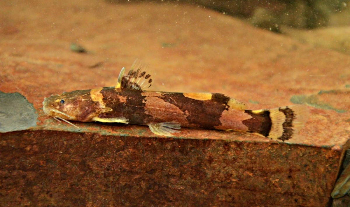 Nova espécie de bagre é descoberta em unidades de conservação de SC e ...