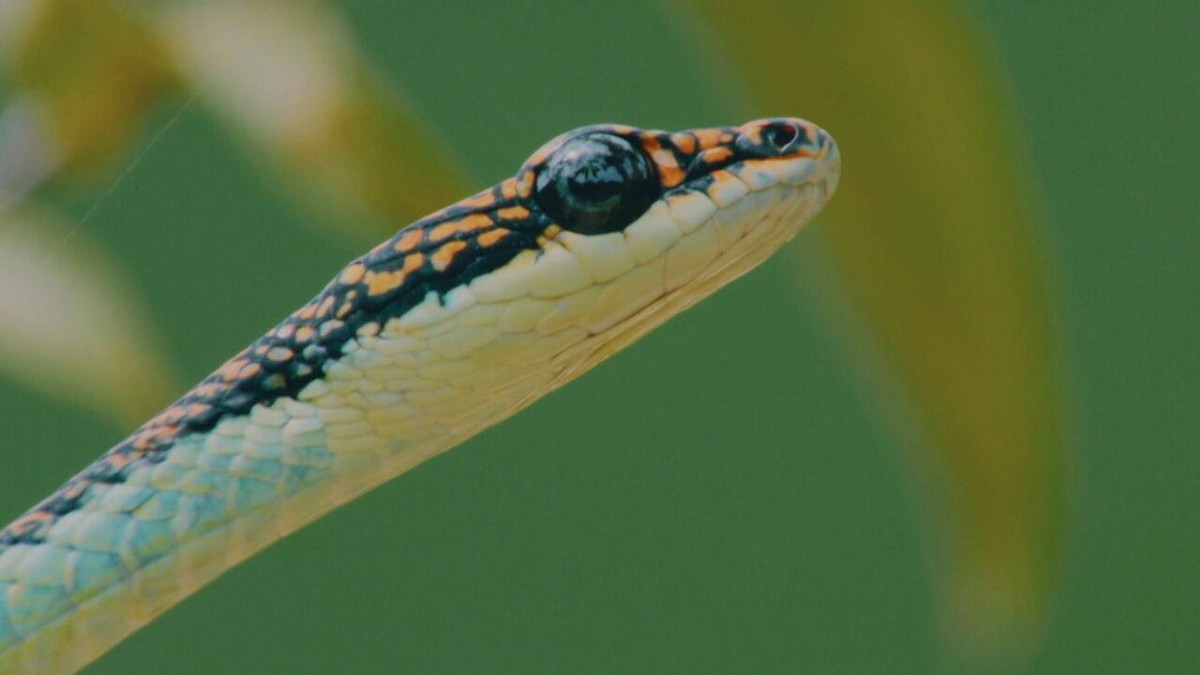Bichos Geniais: cobra voadora é capaz de se deslocar por até cem metros ...