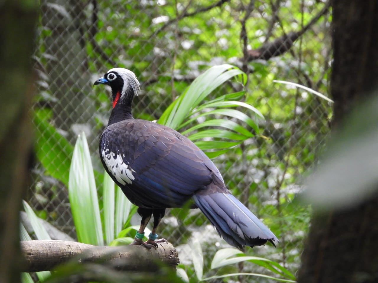 Jacutingas retornam à natureza em soltura na Mata Atlântica de Minas ...