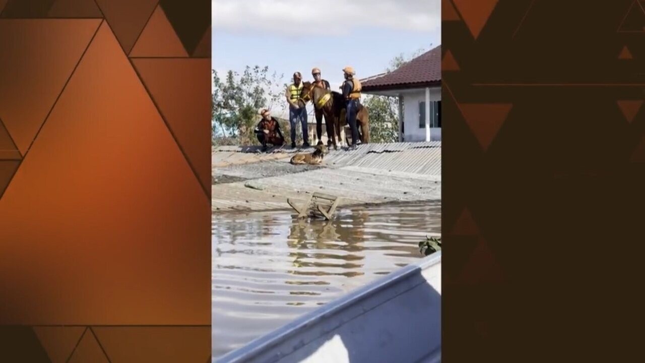 Novas imagens mostram resgate do cavalo Caramelo e o esforço incansável ...