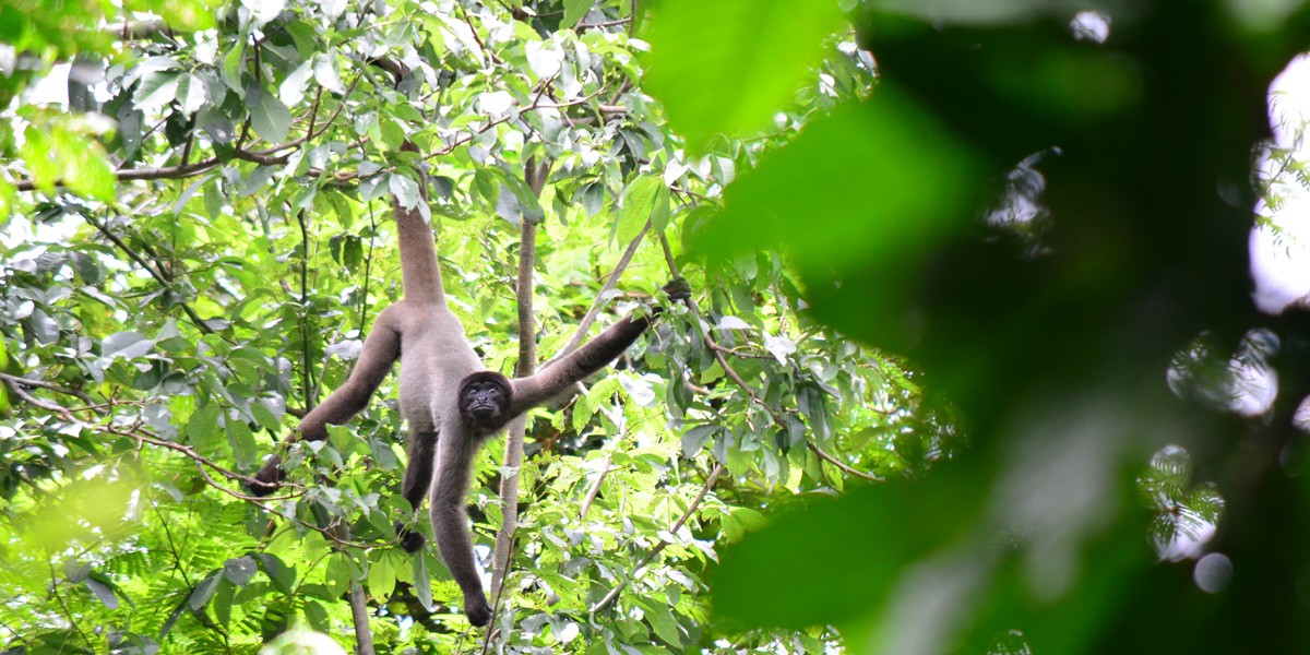 Desmatamento na Amazônia ameaça espécie de macaco que pode perder até ...