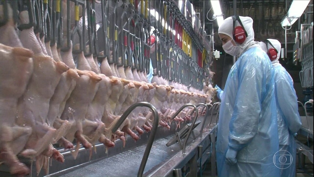 Conheça o processo de criação e abate de frango 'halal', que segue ...