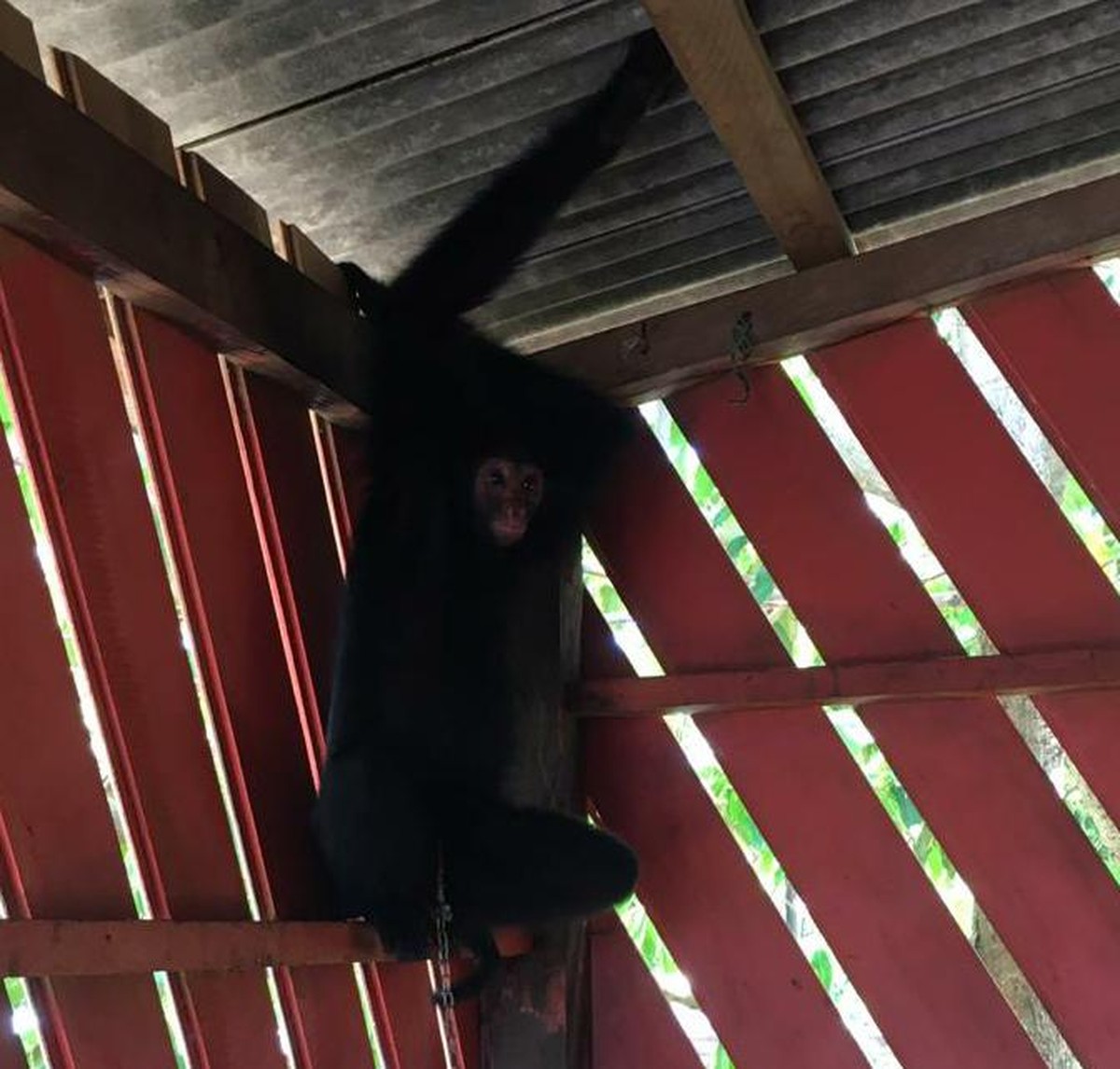 Macaco é resgatado faminto e acorrentado em cativeiro no AP; homem foi ...