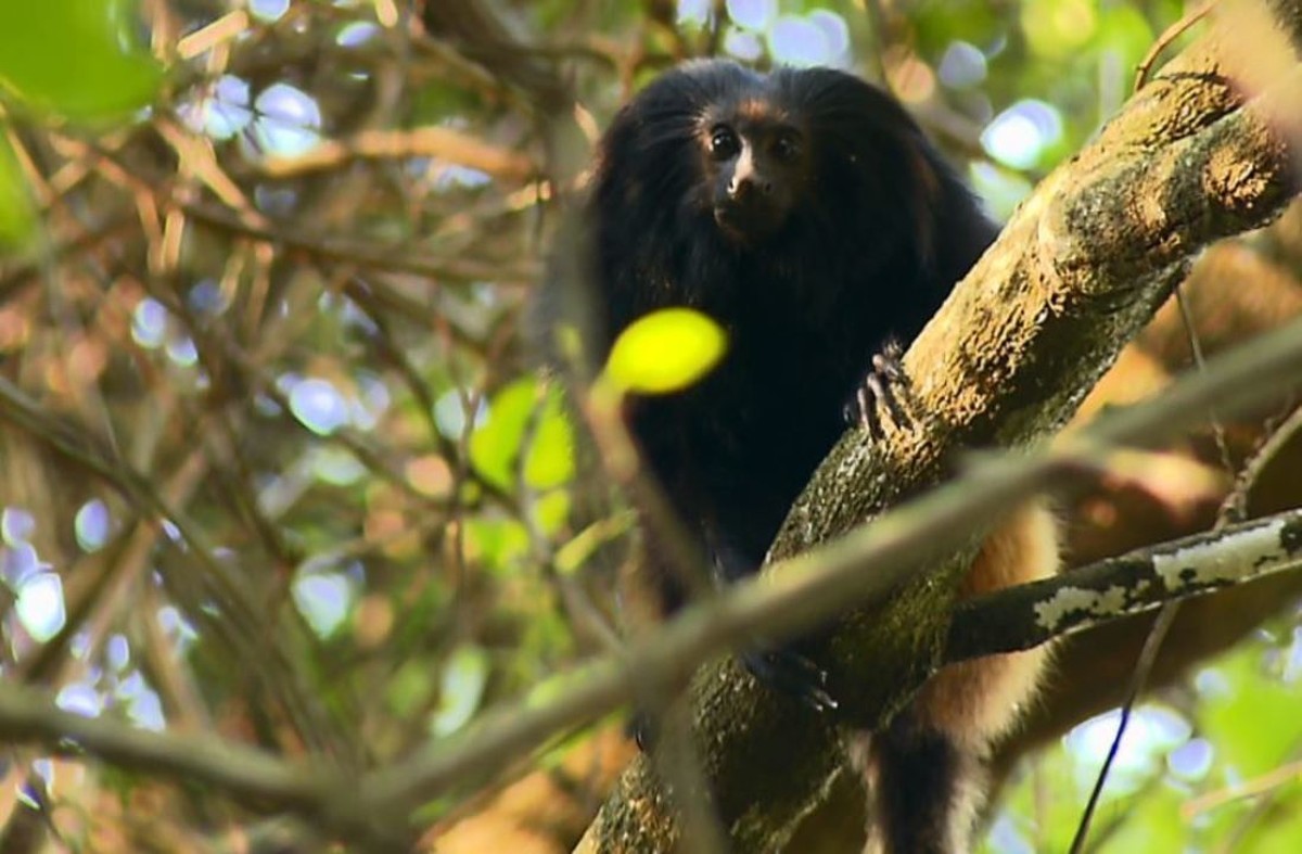 Morro do Diabo é paraíso de fauna e flora no Oeste paulista | Terra da ...