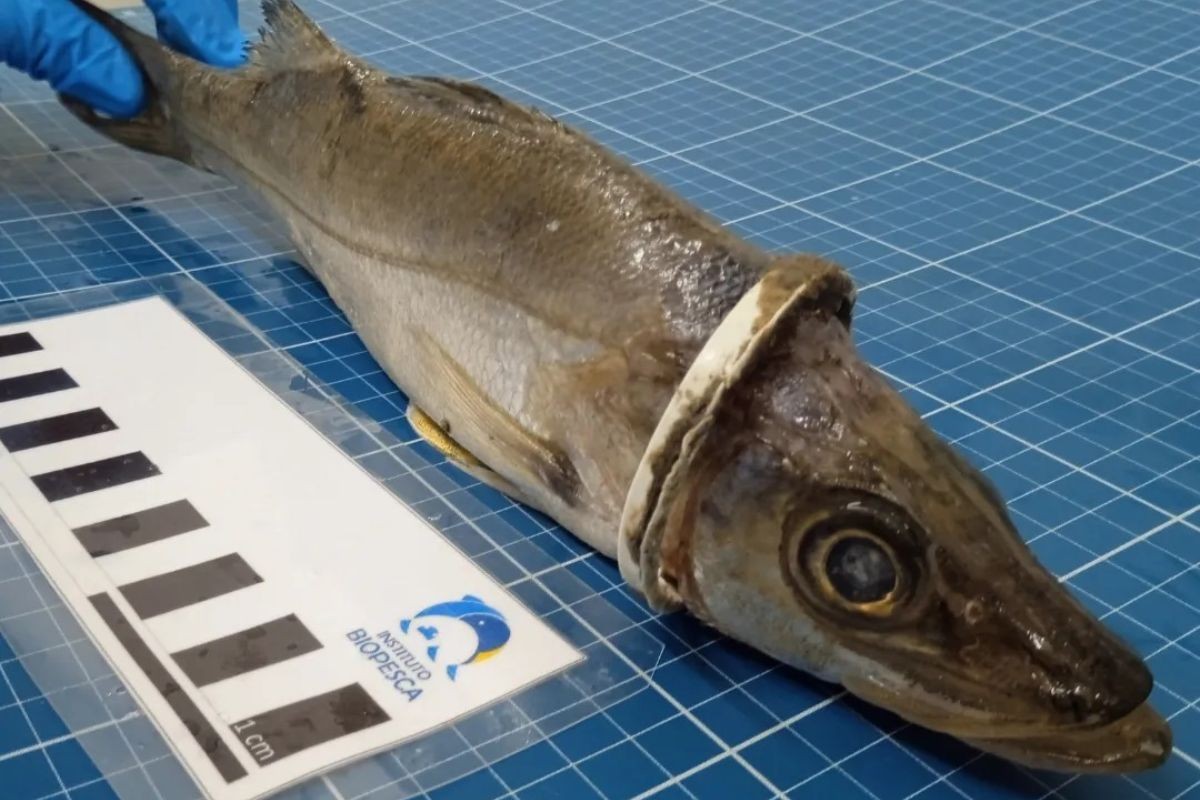 Robalo é pescado com lacre preso na cabeça e morre no litoral de SP ...