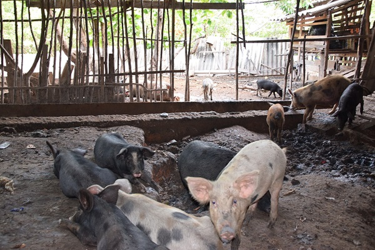 Porcos apreendidos para abate em local insalubre de São Luís estão com ...