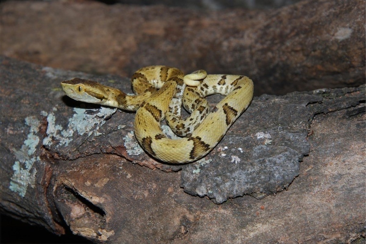 Nova espécie de jararaca é descoberta em ilha do litoral de SP | Terra ...