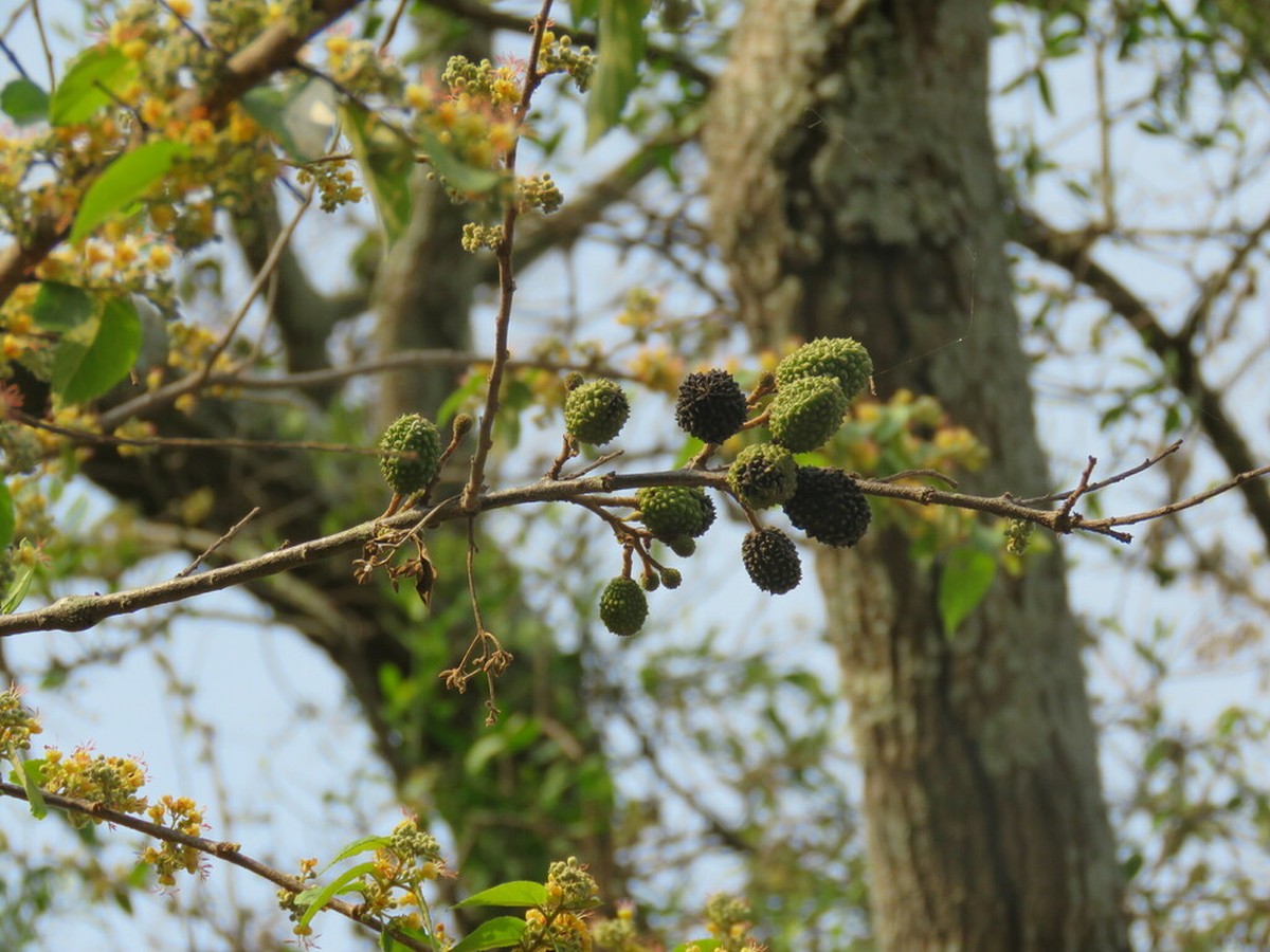 Mutamba previne mesmo a queda de cabelo? Assunto divide opiniões entre ...