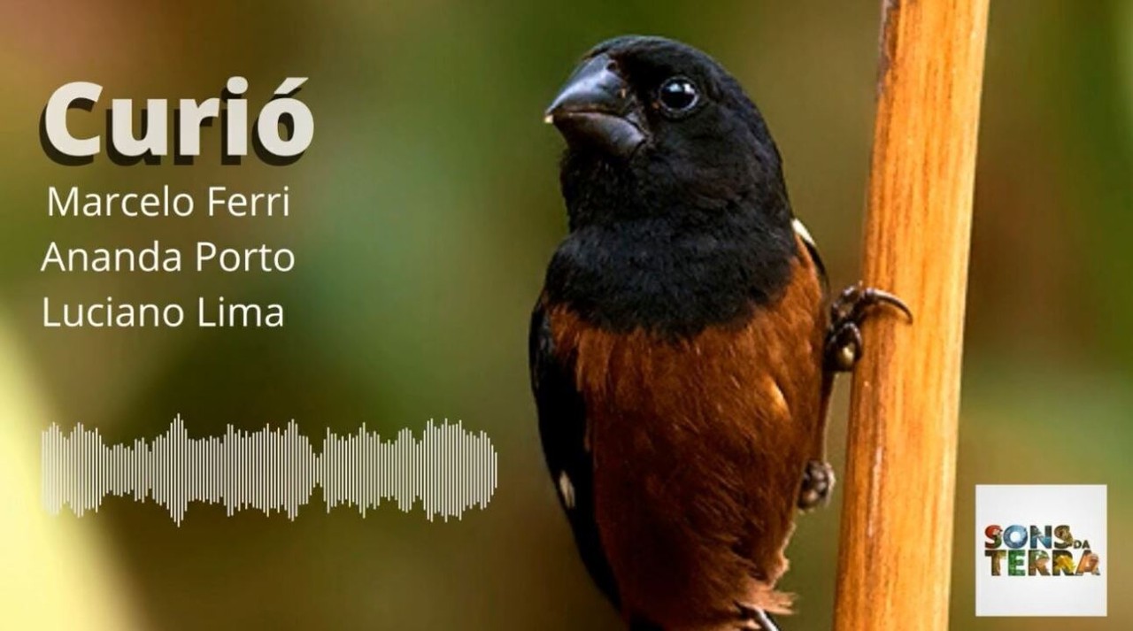 Sons da Terra: curió, o passarinho bom de bico | Terra da Gente | G1
