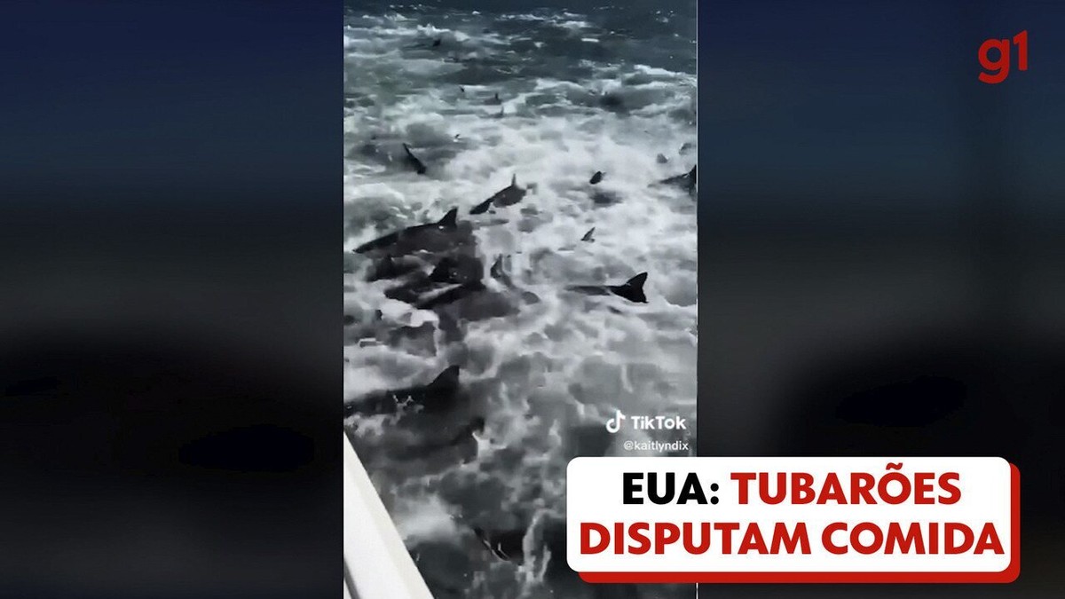 VÍDEO: pescador flagra dezenas de tubarões atacando cardume na costa ...