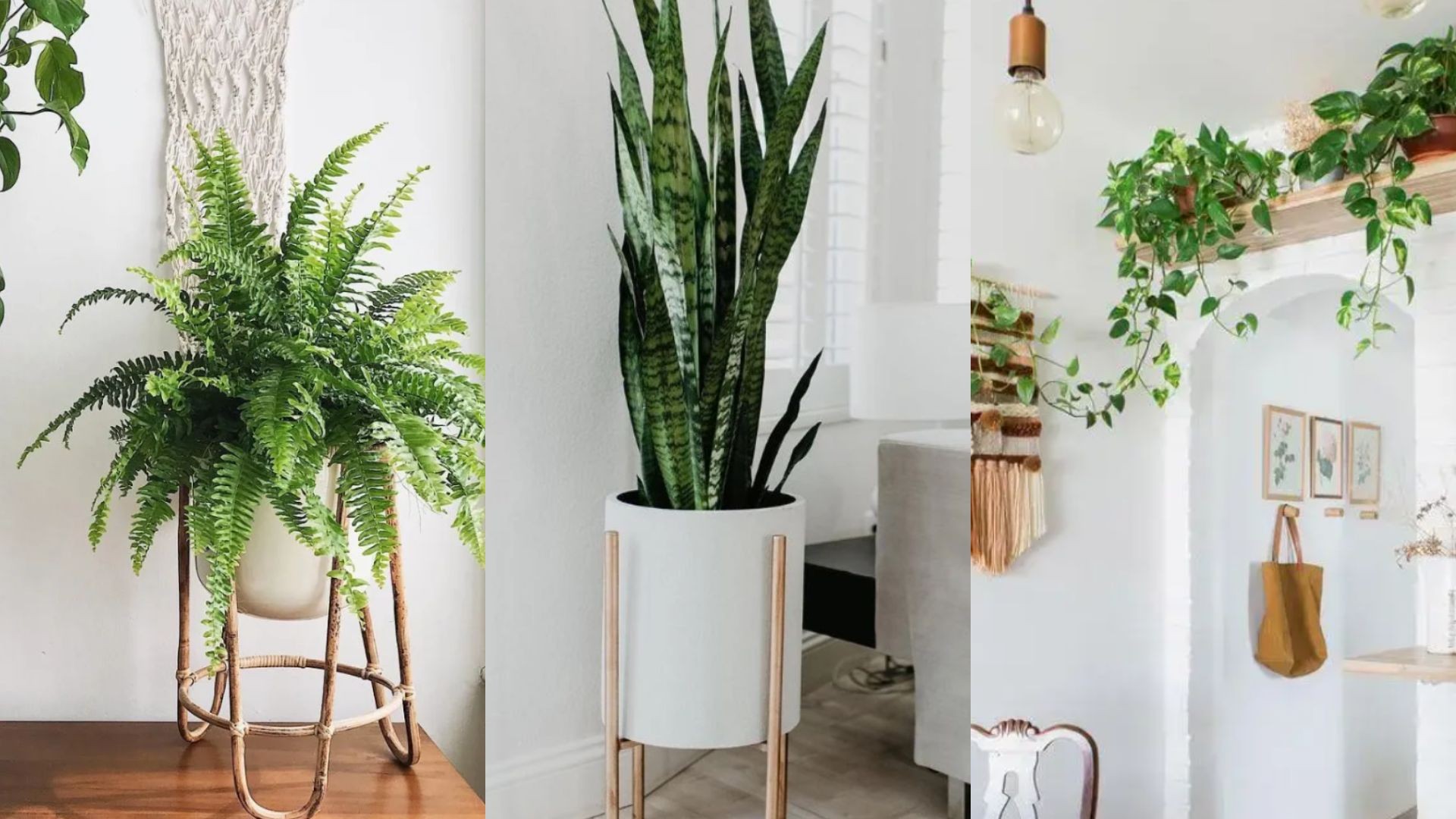 Plantas e revestimentos em perfeita harmonia para ambientes ...