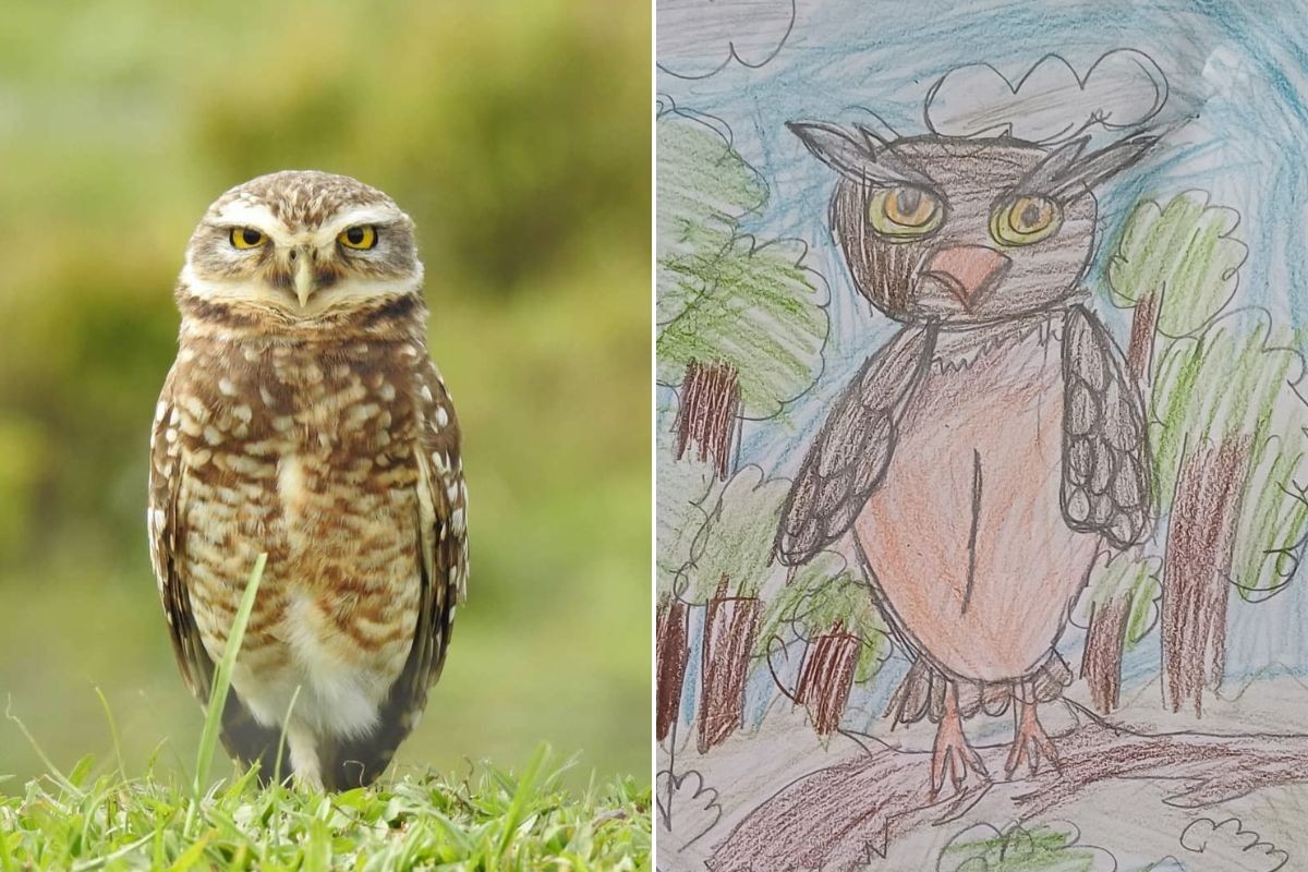 Peruíbe cumpre requisitos para ser a primeira 'Cidade das Aves' do ... Peruíbe cumpre requisitos para ser a primeira 'Cidade das Aves' do ...