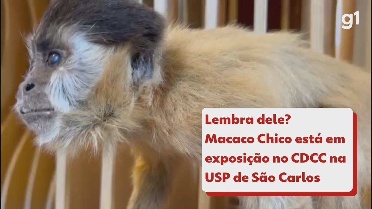Lembra do Chico? macaco, que era fêmea, é eternizado; VÍDEO | G1