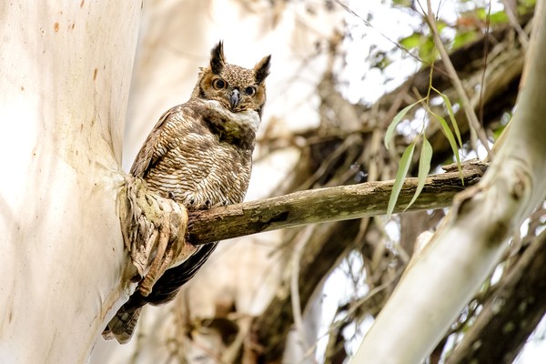 Maior Coruja Do Mundo Coruja Do Nabal – Wikipédia, A Enciclopédia