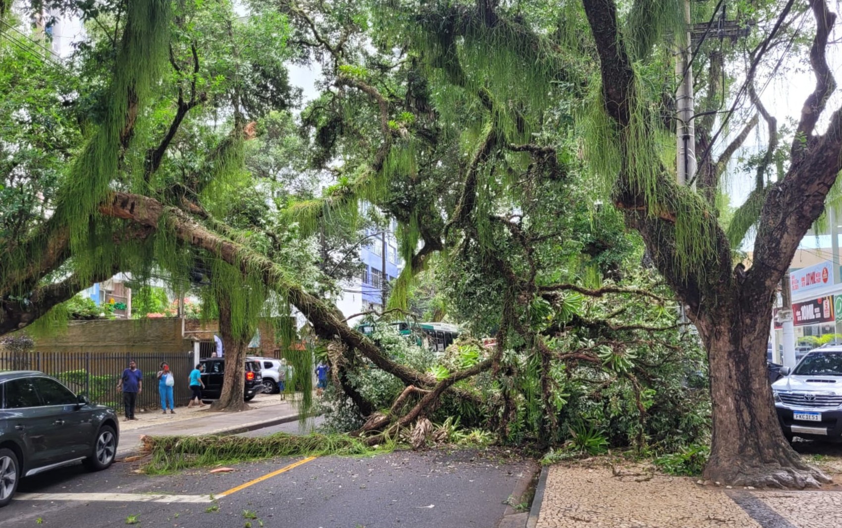Trecho da Avenida Sete de Setembro é bloqueada após queda de árvore | G1