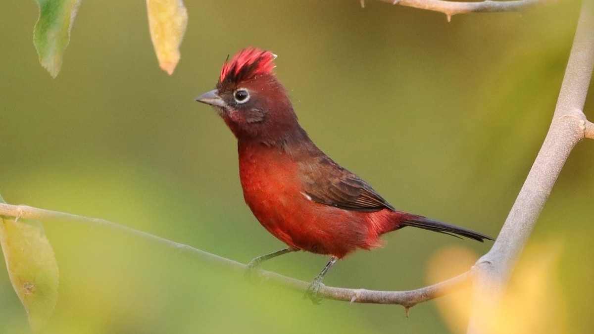 Vermelho do tico-tico-rei encanta observador | Terra da Gente | G1