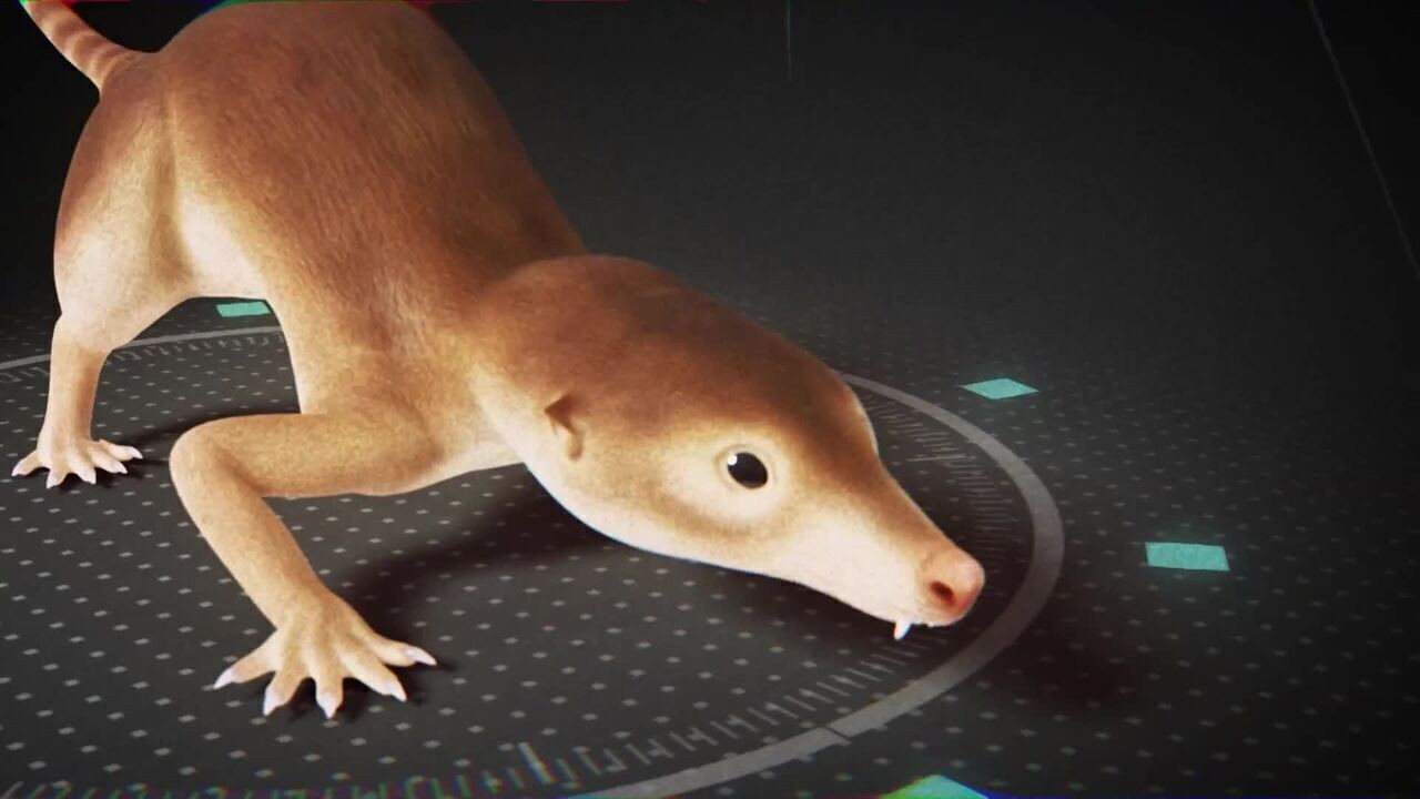 Brasilodon: entenda processo que investigou dentes de fóssil e ajudou a ...